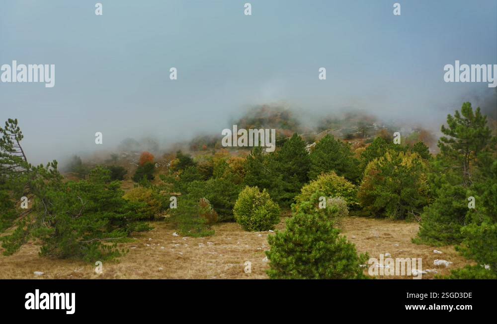 Fog over conifers growing in mountainous terrain. Stones lie on the ...