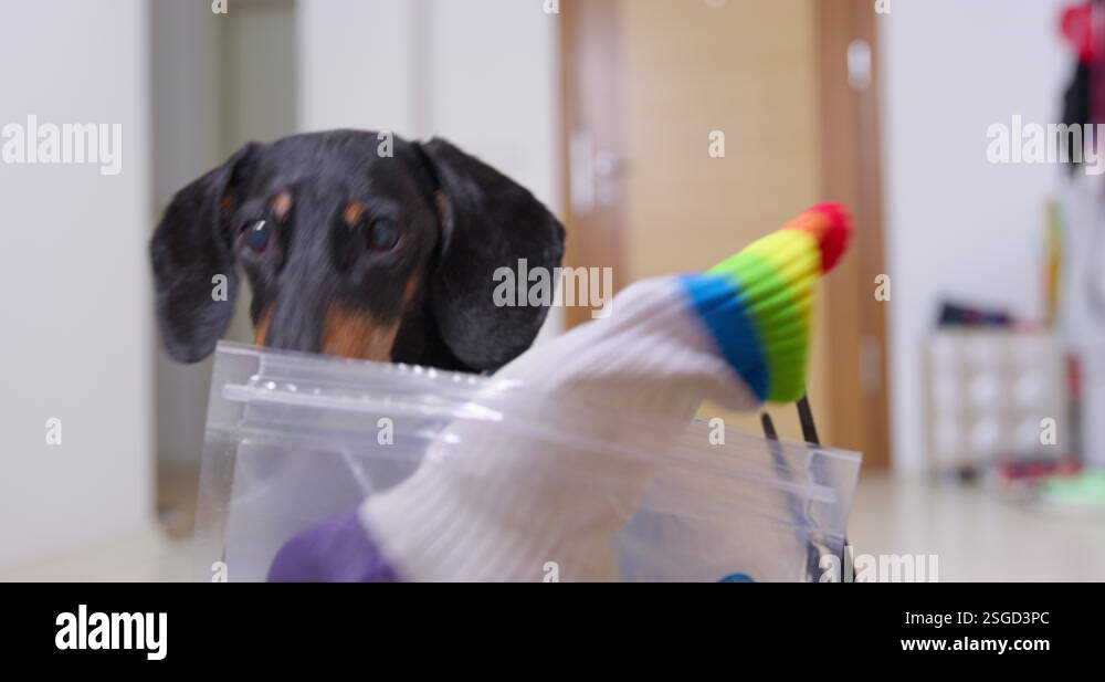 Dachshund dog puts dirty smelly sock in plastic zip bag using tweezers ...