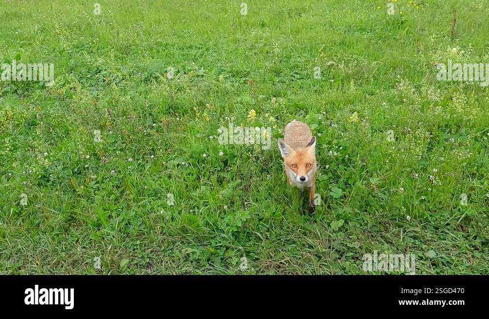 cute wild fox in green field, people feeding it, throwing food from ...