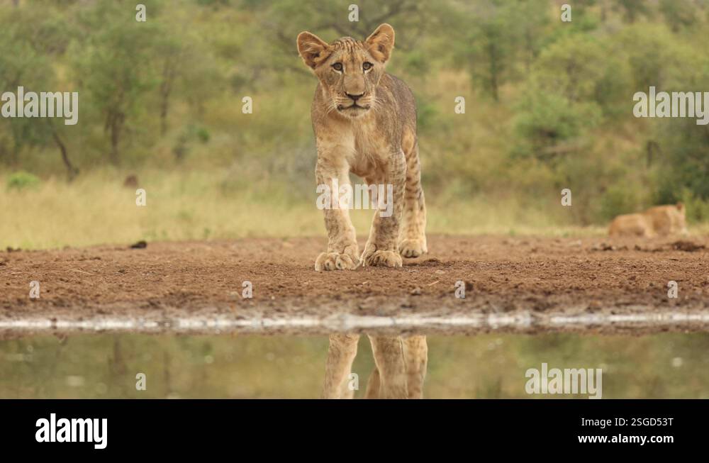 Eye-level clip of a lion cub calling at a waterhole in Kwa-Zulu Natal ...