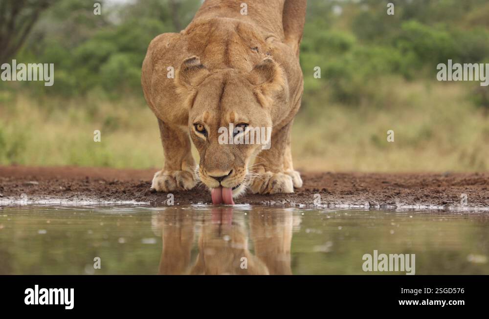 Closeup of a lioness lapping water at a hide in Zimanga, South Africa ...