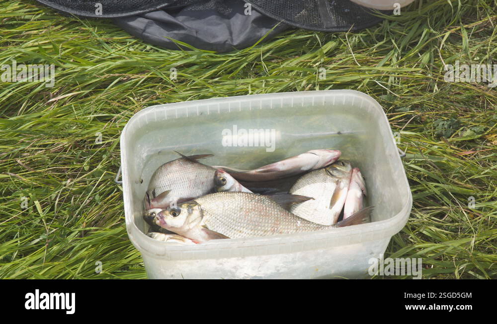 Bream fish in a square plastic bucket breathes and moves its gills ...