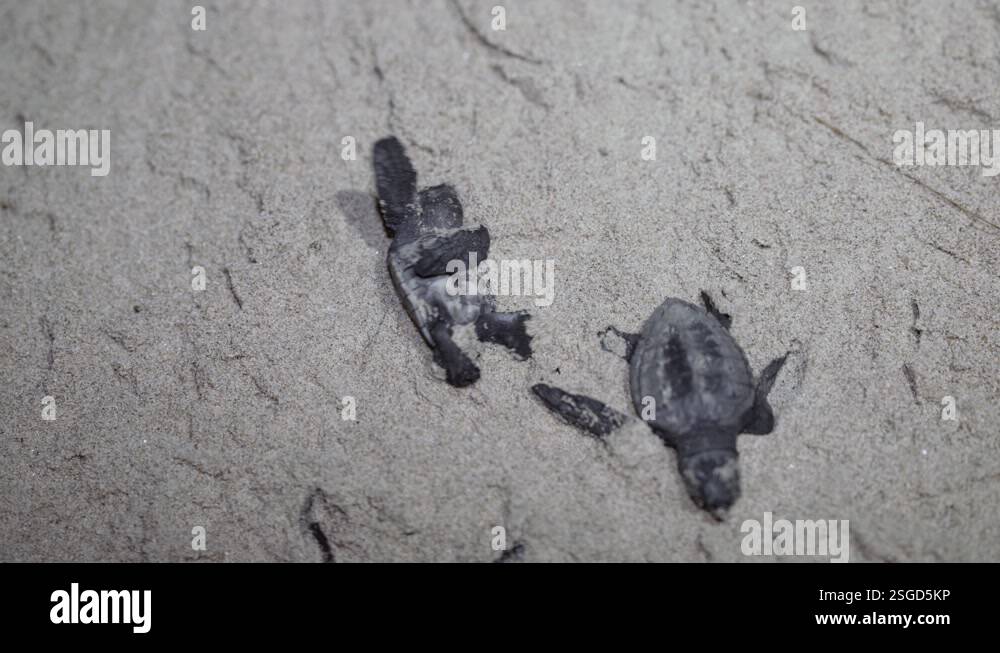 Two baby sea turtles that just came out from the egg, trying to stand ...