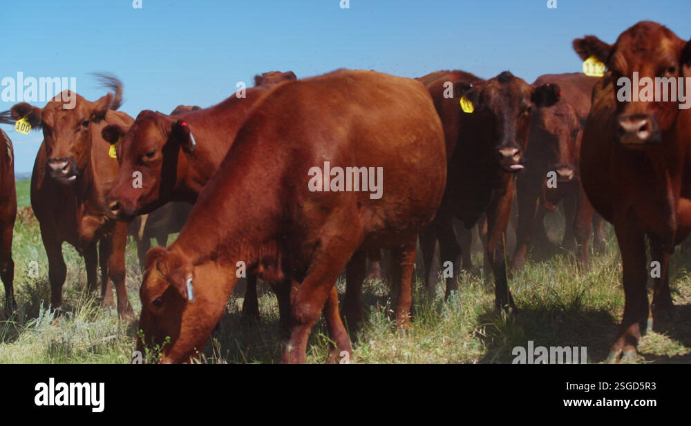Herd Of Hungry Beef Cattle With Ear Tags Grazing In A Field with Clear ...