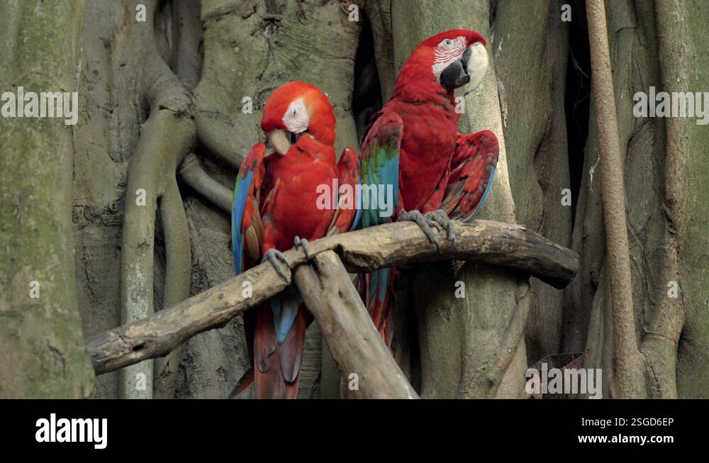 Two Parrots sitting in rainforest in tree branch. Red Macaw in ...