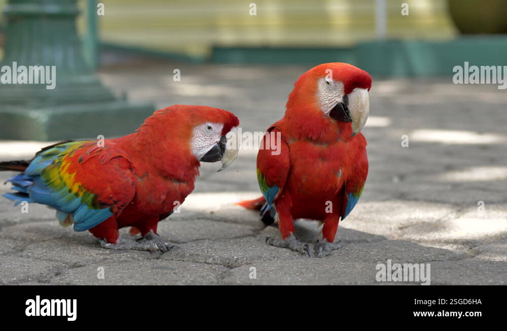 Two red macaw parrots Stock Videos & Footage - HD and 4K Video Clips ...
