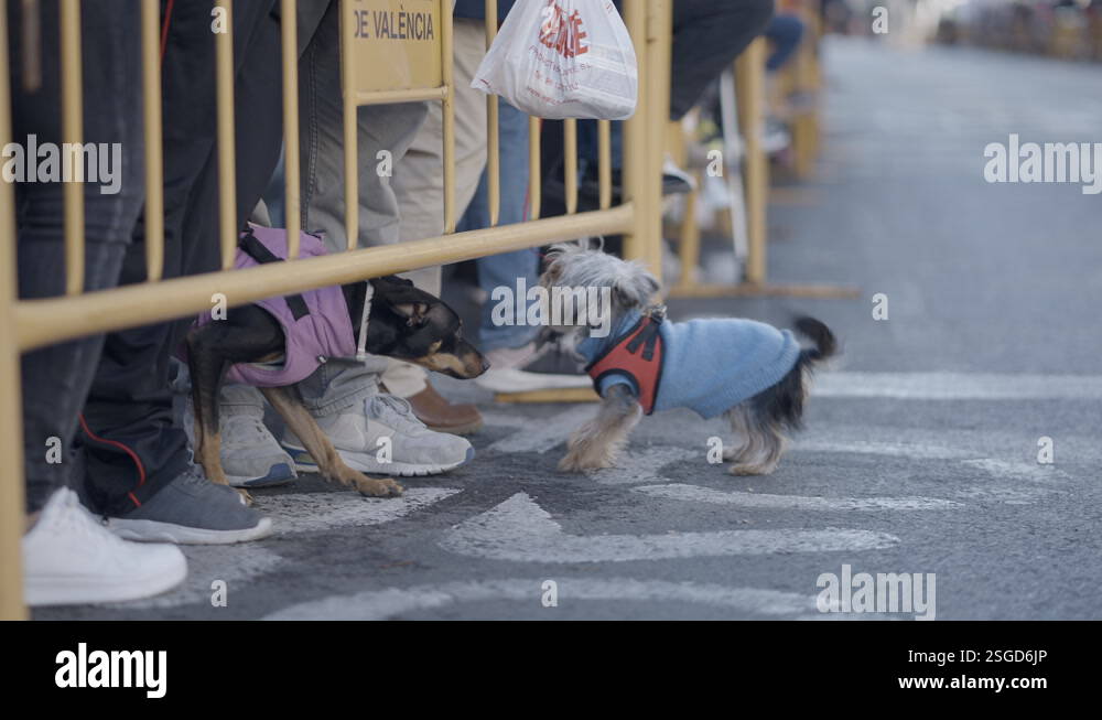 Pets Brought By Their Owner During The Blessing Of Animals, Celebration ...