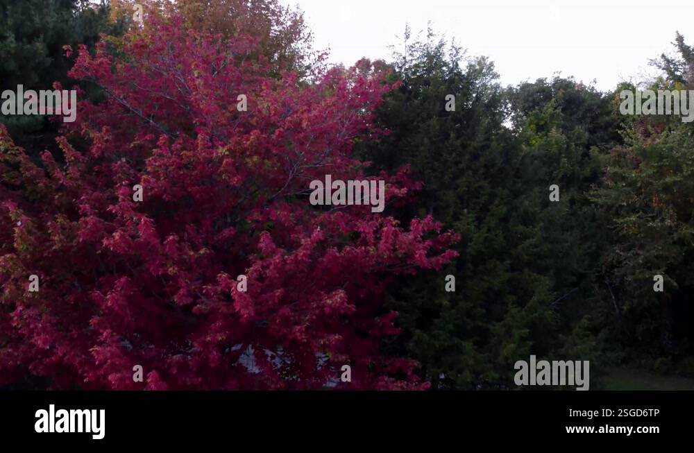 A pan up of a changing tree next to an evergreen in Maine Stock Video ...