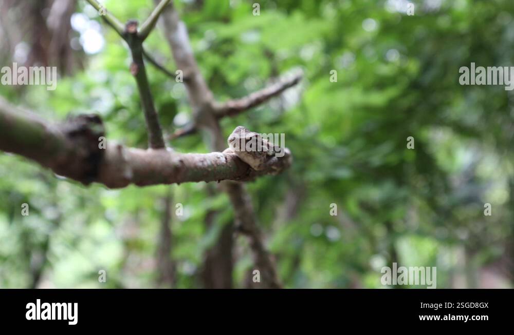 Lizard front face Stock Videos & Footage - HD and 4K Video Clips - Alamy
