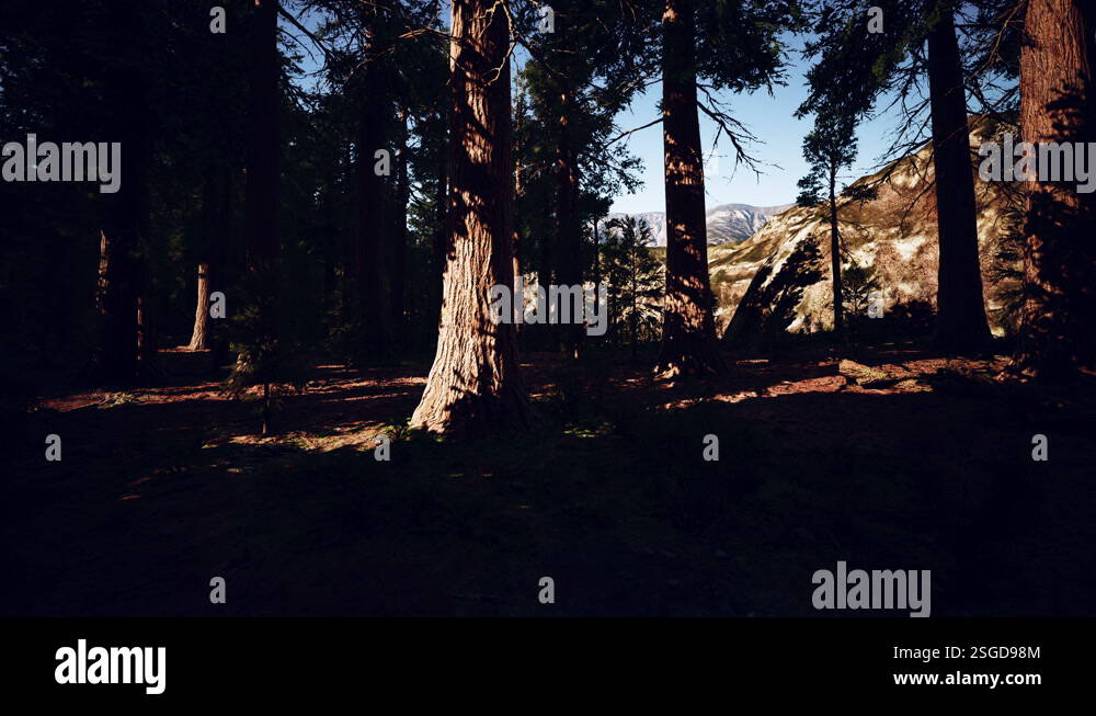 Scale of the giant sequoias of Sequoia National Park Stock Video ...