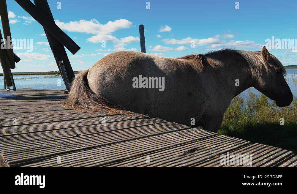 Grey Konik horse scratching it's butt against wooden pathway during ...
