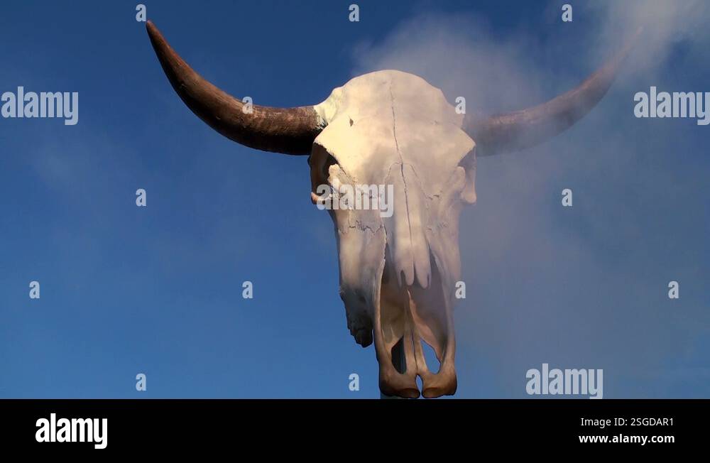 Curved skull Stock Videos & Footage - HD and 4K Video Clips - Alamy