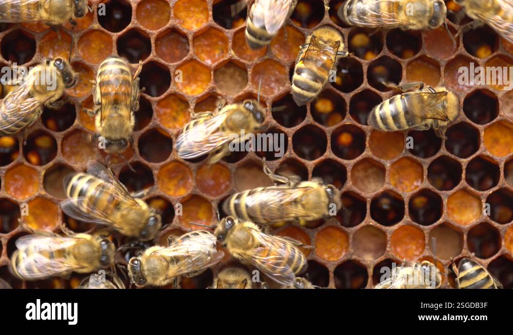 Bee pollen stored in the combs. Inside the Beehive - A honeycomb, wax ...