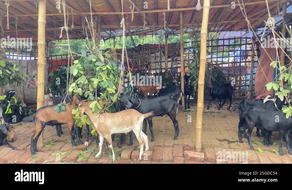 Black Bengal goats eating leaves from hanged cut branches in farm Stock ...
