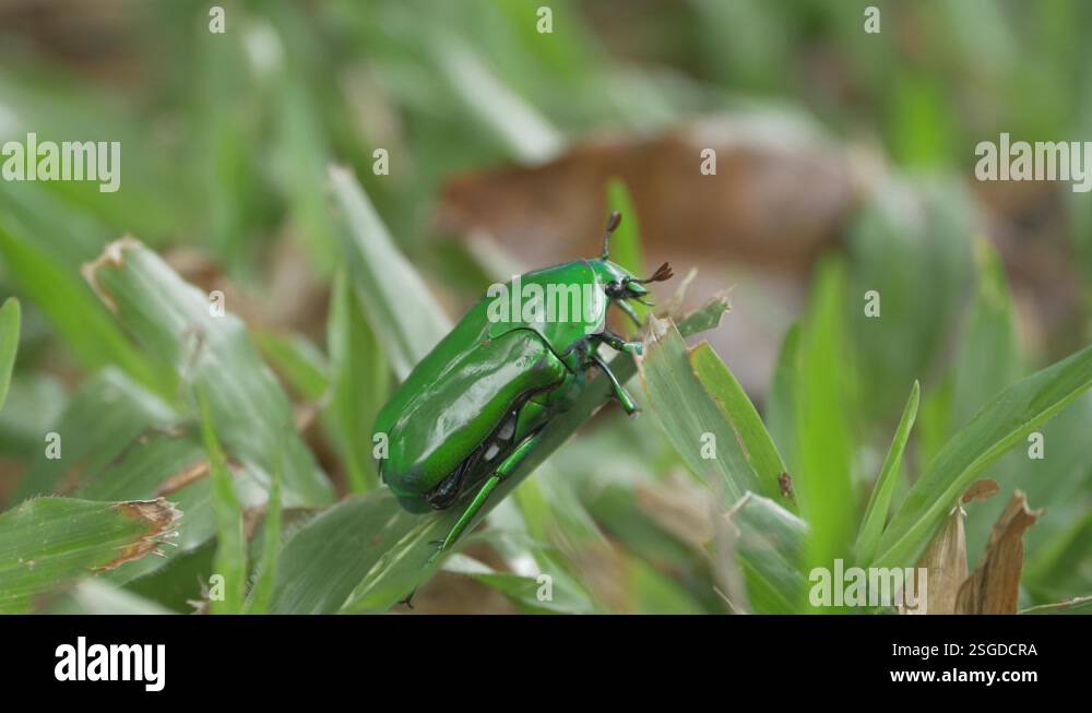 Australian beetle Stock Videos & Footage - HD and 4K Video Clips - Alamy