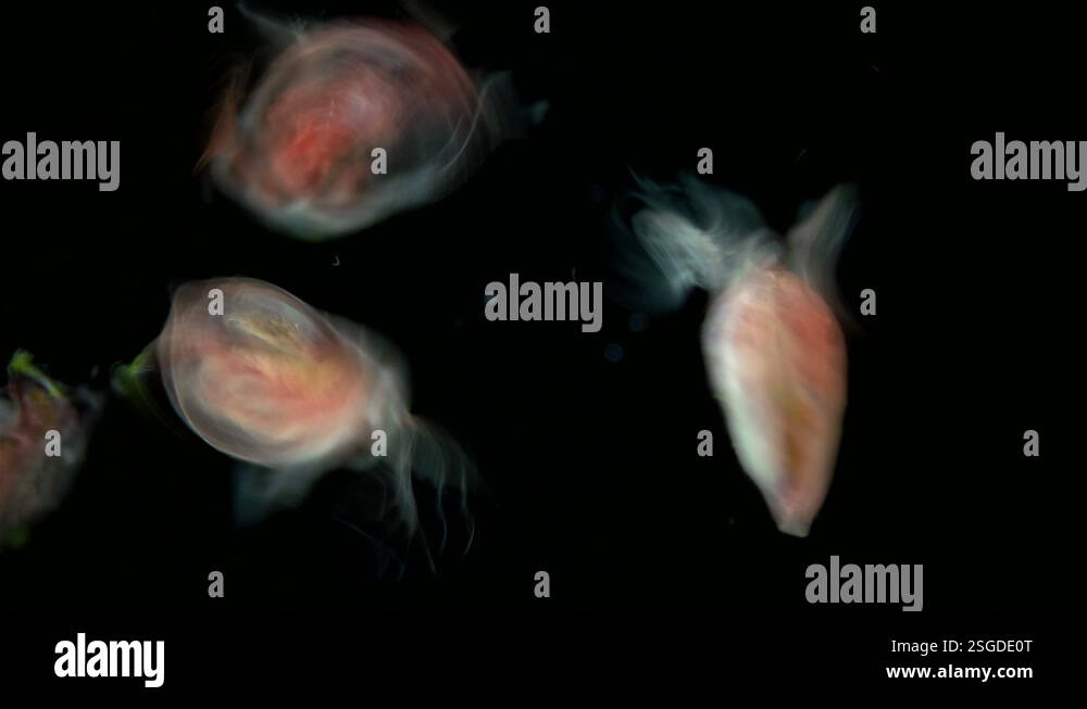 water flea Daphnia pulex under a microscope, class Branchiopoda Stock ...