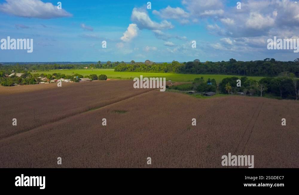 Soybean field in Brazil from land deforested from the Amazon rainforest ...