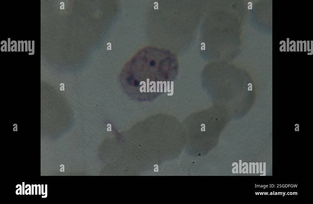 1940s: Cells under microscope Stock Video Footage - Alamy