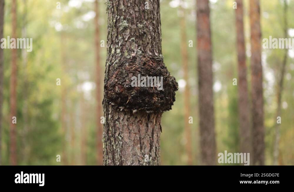 medicinal mushroom contains antioxidants Chaga polypore, grows on a ...