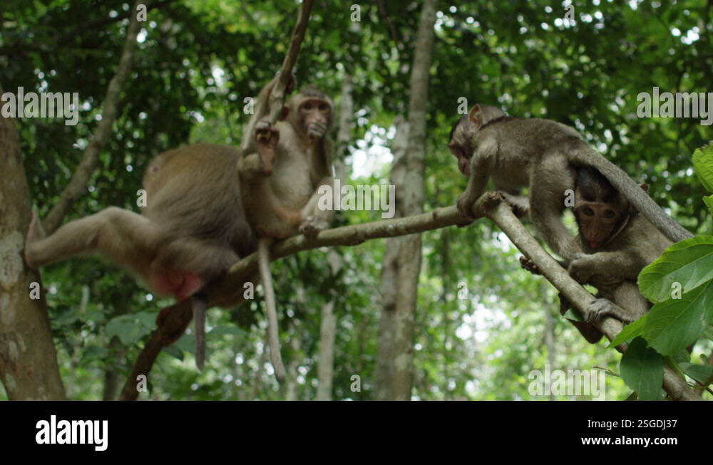 Family of Monkeys Playing on Branches of Tree in Cambodia. Slow Motion ...
