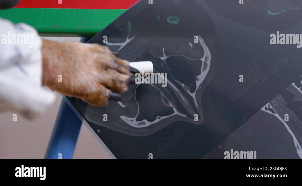 Dog points to place on the X-ray of nasal sinuses, where tumor occurs ...
