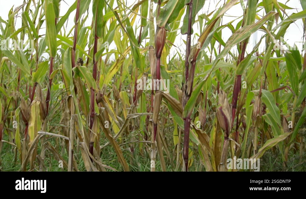 Dried corn on the field. Feed Corn drying in the field. Drought is ...