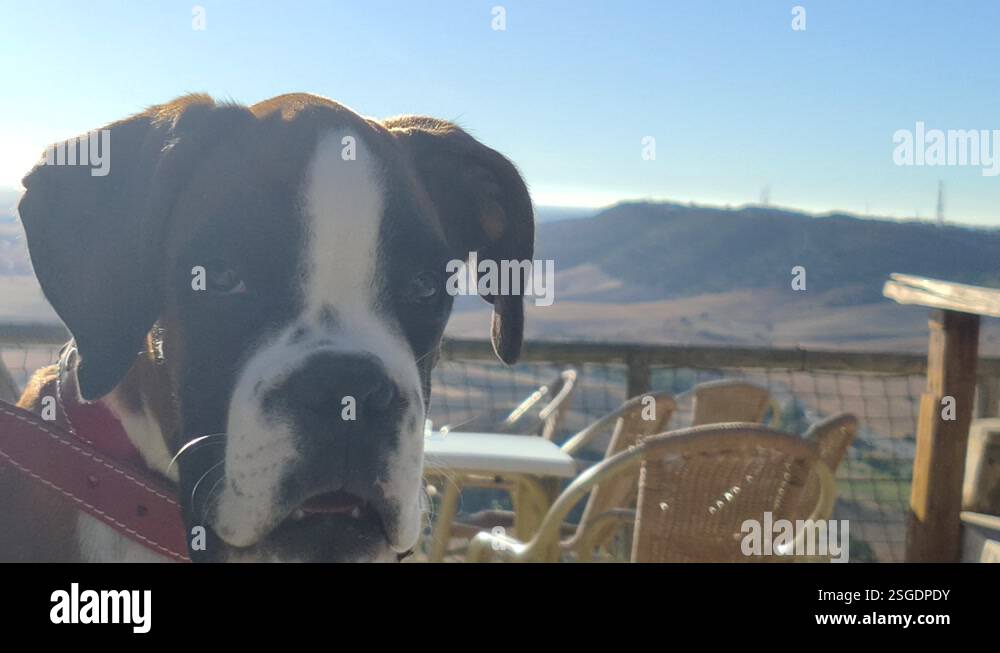 beautiful boxer puppy on a terrace sunbathing Stock Video Footage - Alamy