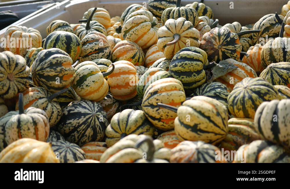 Bumpy gourds Stock Videos & Footage - HD and 4K Video Clips - Alamy