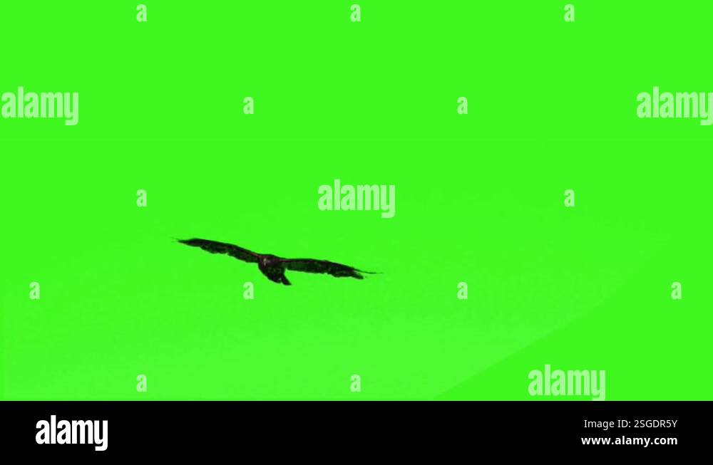 Flying Eagle Hawk Chroma key Green Screen Stock Video Footage - Alamy