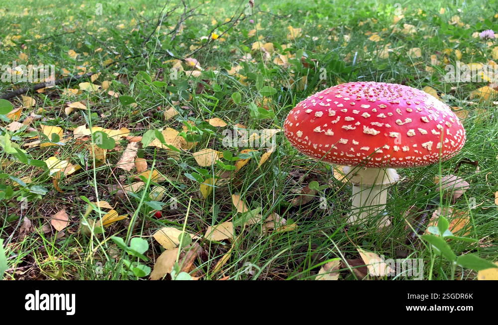 Red mushroom on the meadow. Poisonous red fungus with white spots on ...