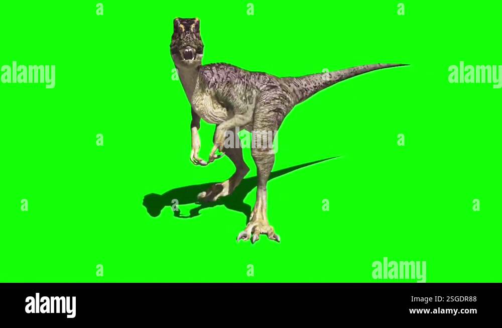 Raptor Dinosaur chroma key Green screen Stock Video Footage - Alamy
