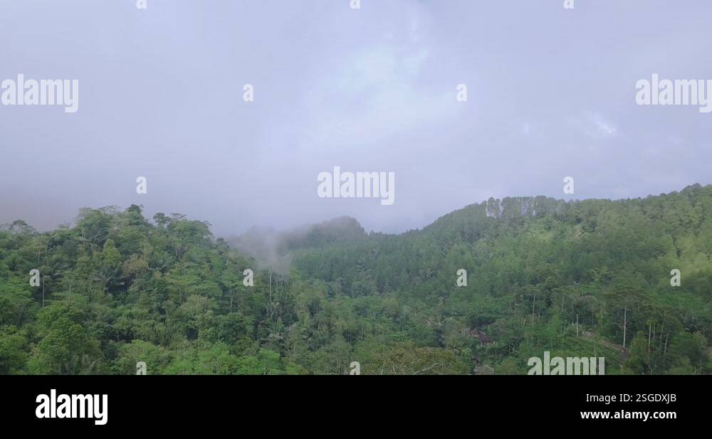 Forward drone video of the the fog that moves through the forest. Dense ...