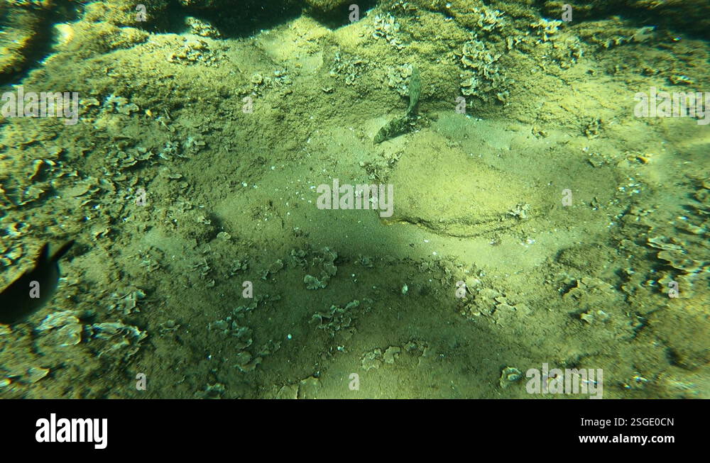 Fishs on the bottom of the Mediterranean Sea, rocky coral in Greece ...