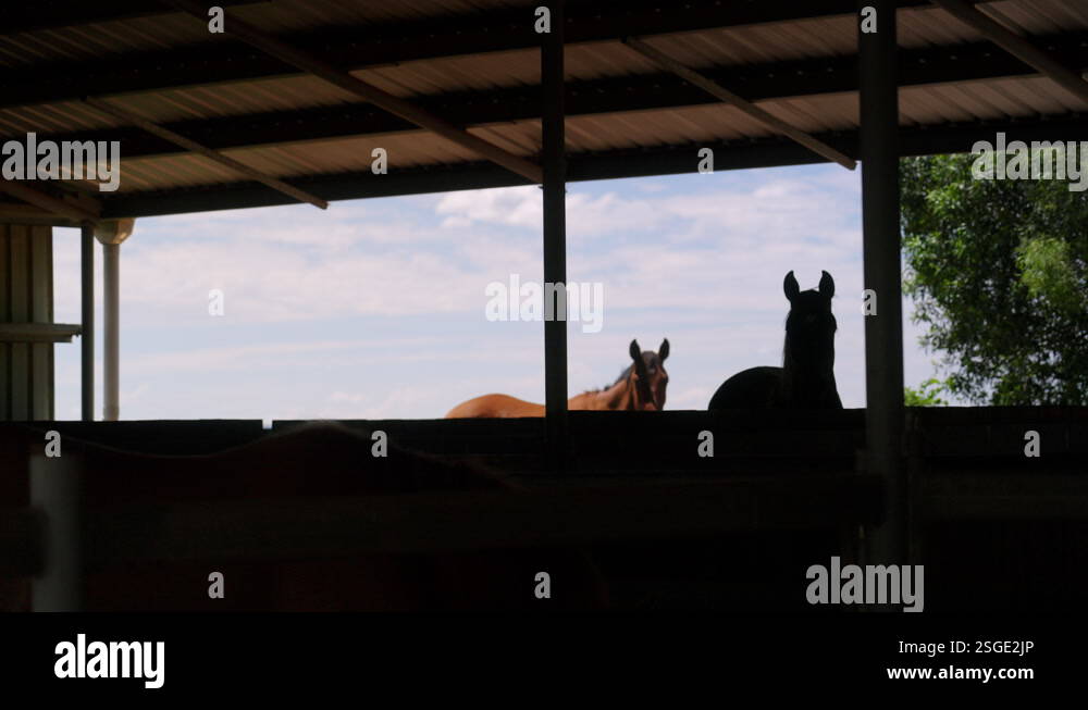 4K View From Ranch Horse Stable With Silhouettes Through Barn Window In ...