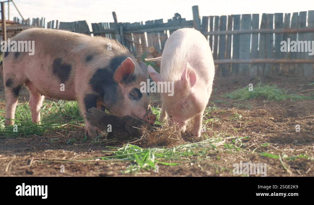 pigs on the farm. pig running on the farm on the ground slow motion ...