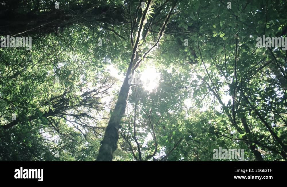 Looking up through the treetops in a rainforest 2 Stock Video Footage ...