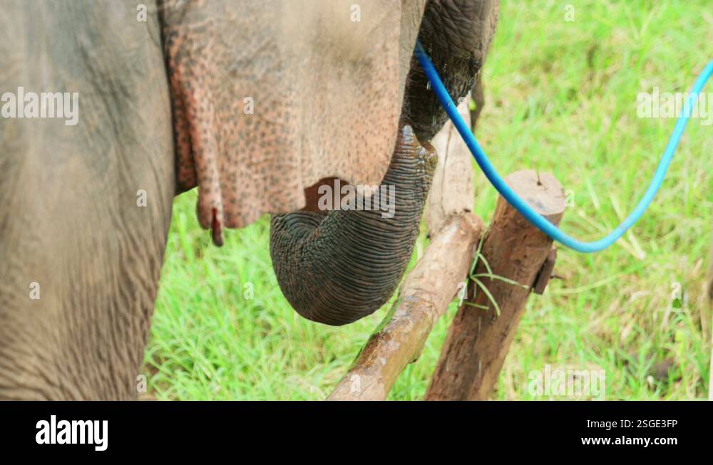4K Cinematic slow motion wildlife nature footage of an elephant's trunk ...