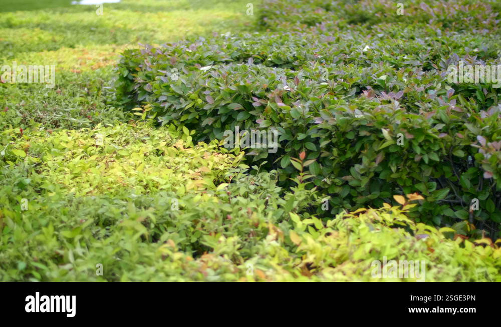 Freshly cut green shrub on the lawn in the park in summer. Shot in ...