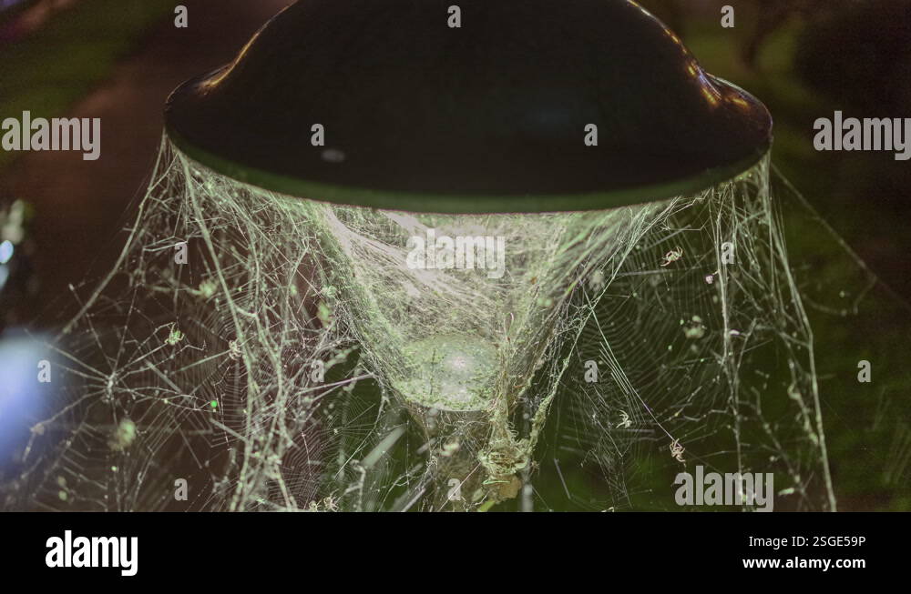 Time lapse, A lot of spiders crawl on the web on the streetlight at ...