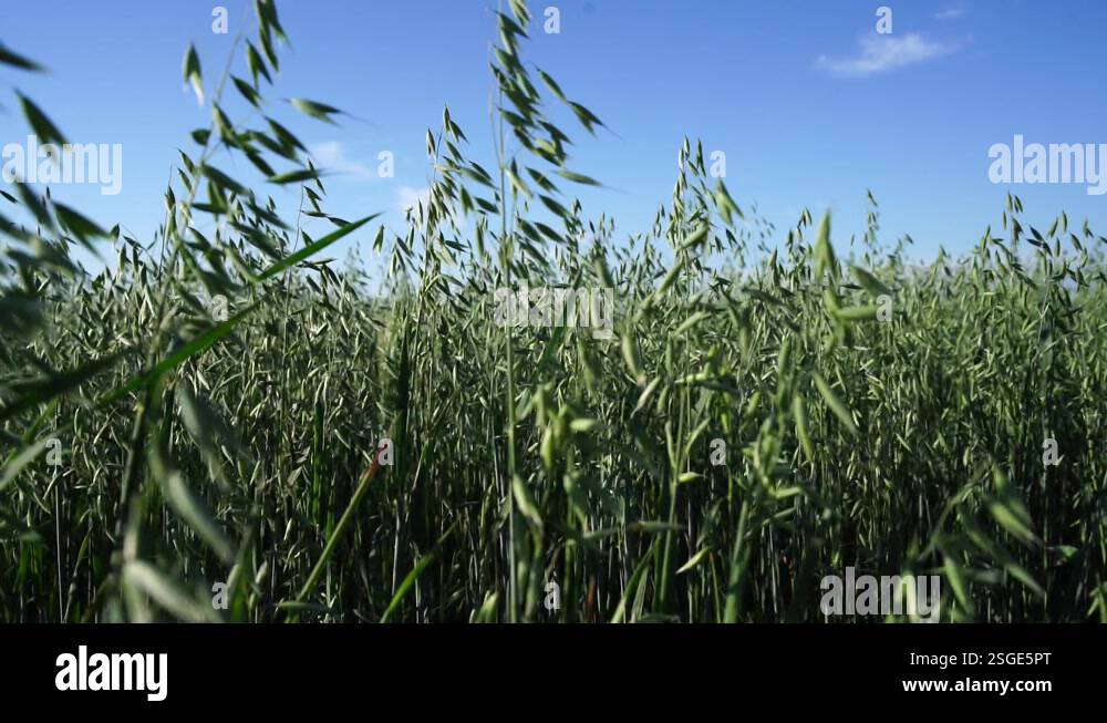 Agricultural background, green ears of oats sway in the wind on the ...