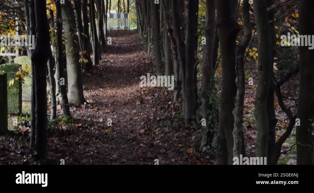 alley of multiple birch trees with steel gate at the end Stock Video ...