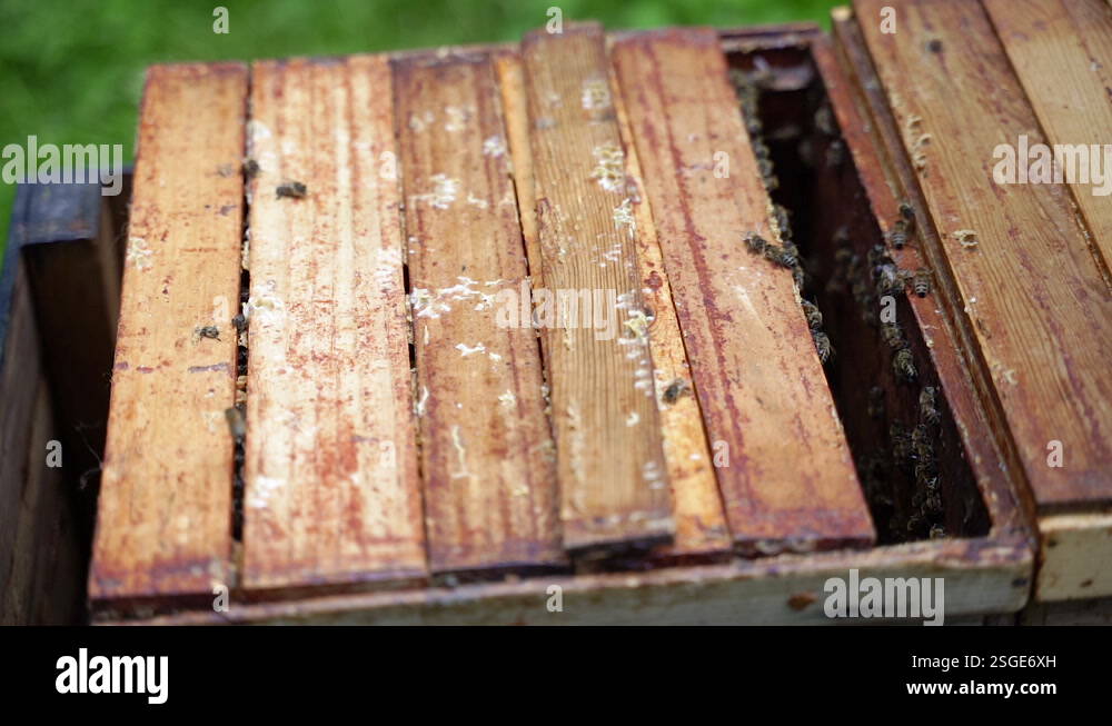Beekeeping. The hive is an artificial dwelling of honey bees Stock ...