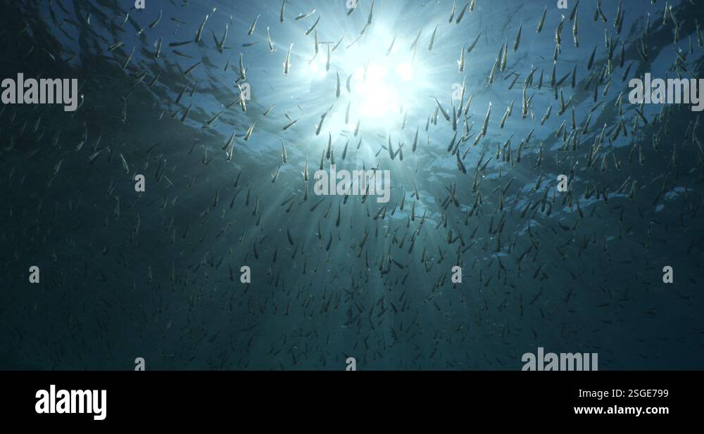 silverside fish school underwater slow ocean sun beams and rays Stock ...