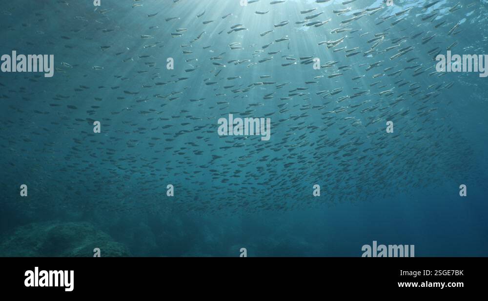 silverside fish school underwater slow ocean sun beams and rays Stock ...