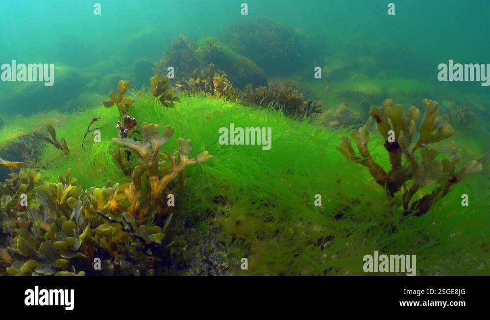 Rockweed Stock Videos & Footage - HD and 4K Video Clips - Alamy