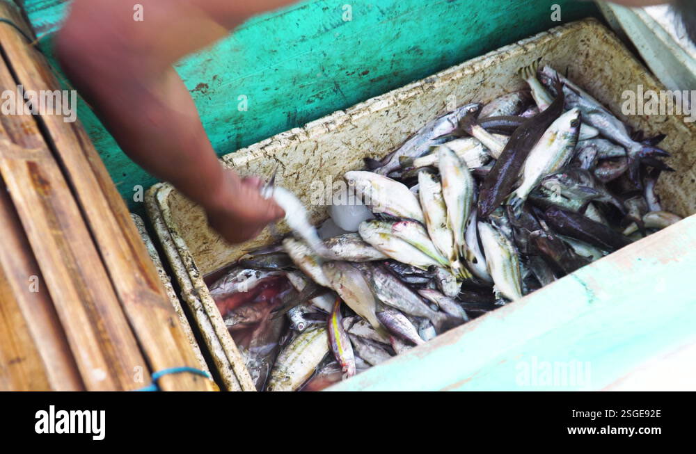 Southeast Asian fisherman sorting out freshly caught fish in a dirty ...