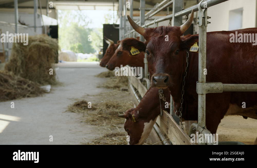 Cows stand in spacious stalls in row in bright clean shed on dairy farm ...