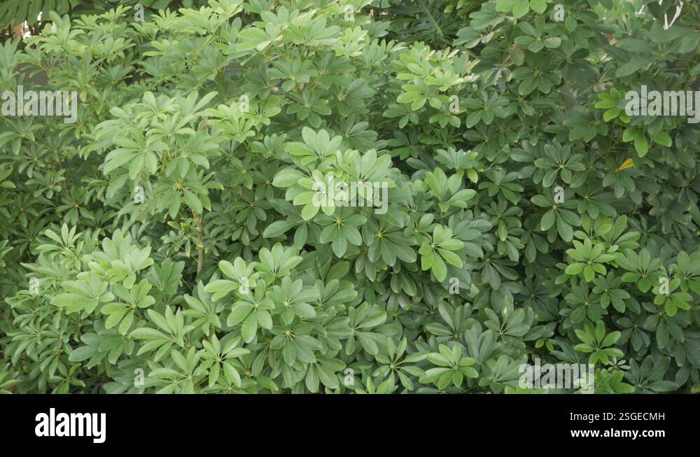 close up view texture surface of tropical botanical tree leaves ,clump ...