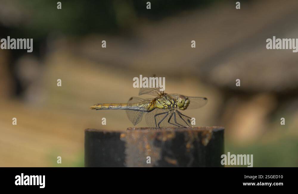 Black pole Stock Videos & Footage - HD and 4K Video Clips - Alamy