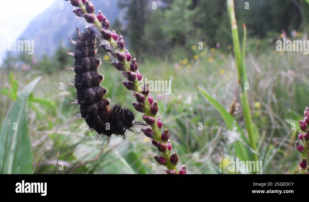 Chrysalis transformation Stock Videos & Footage - HD and 4K Video Clips ...